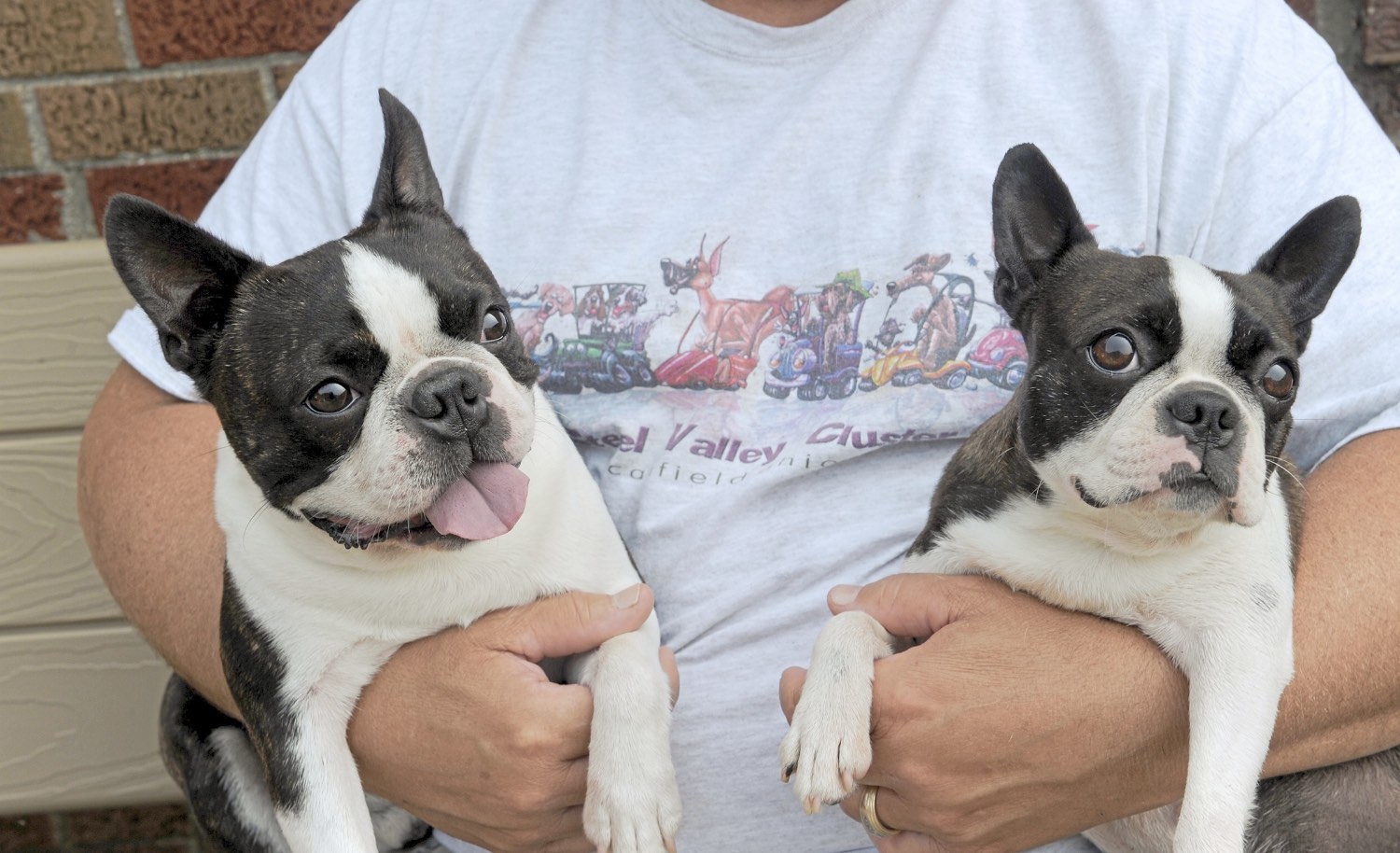 Breeding — and loving — Boston terriers for 39 years – Distinction