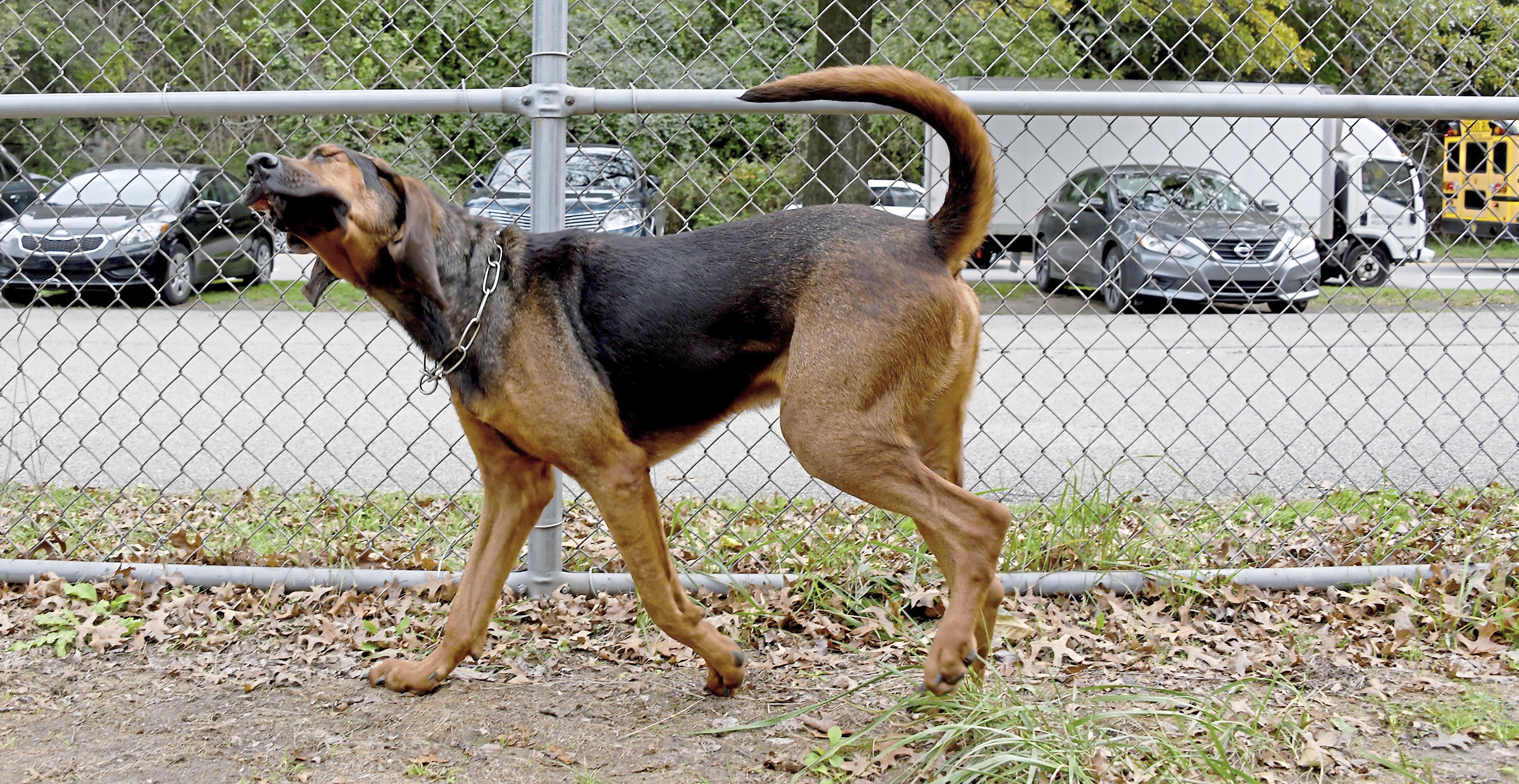 Cappy: A rescued bloodhound is tracking, mending hearts with Pittsburgh ...