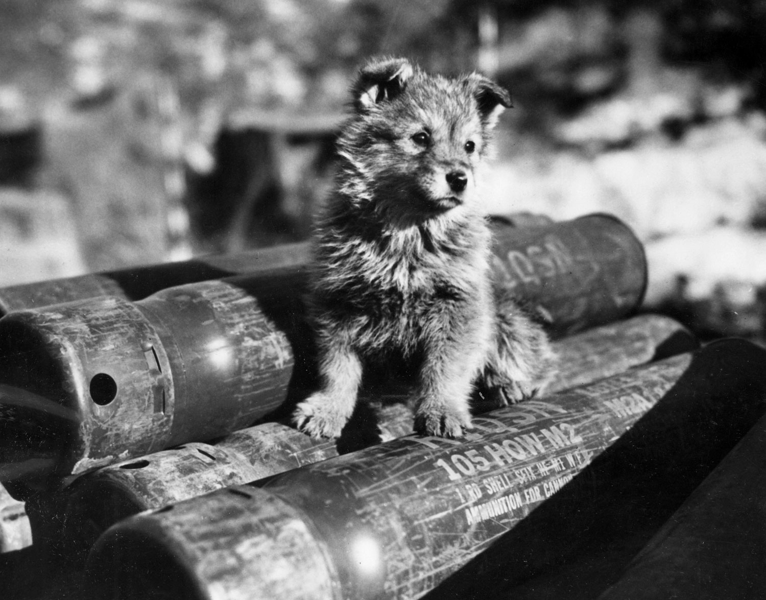 Military mascots can be such animals